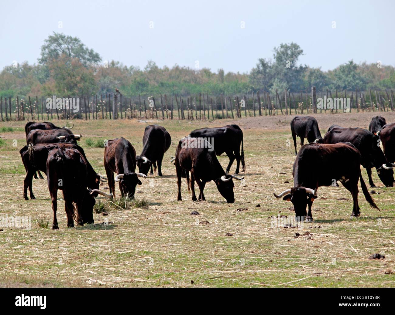 Cattle gathering on dusty hi-res stock photography and images - Alamy