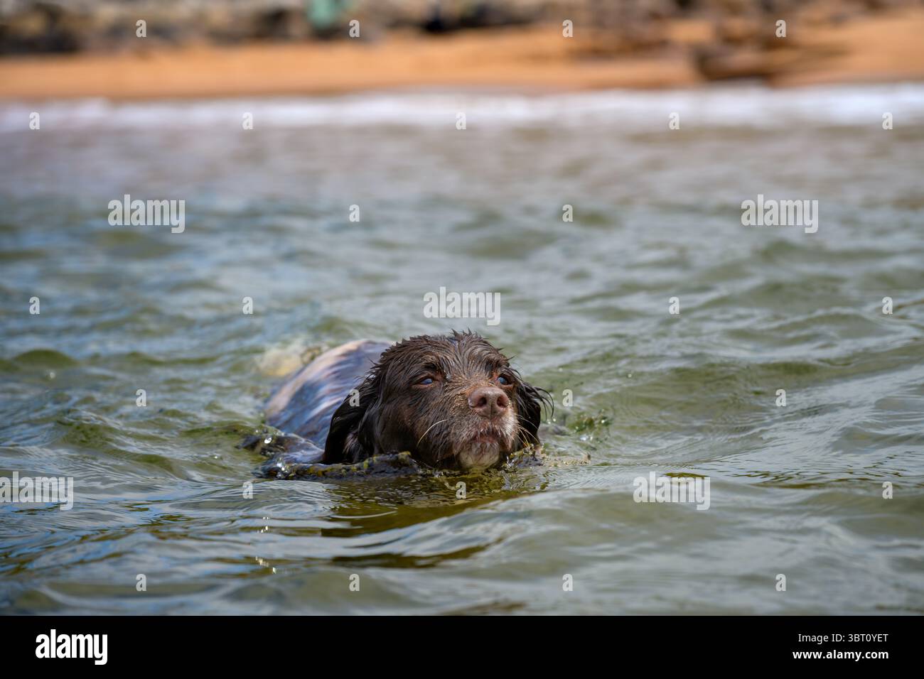 English Springer Spaniel swimming in the clear, calm sea at Redpoint ...