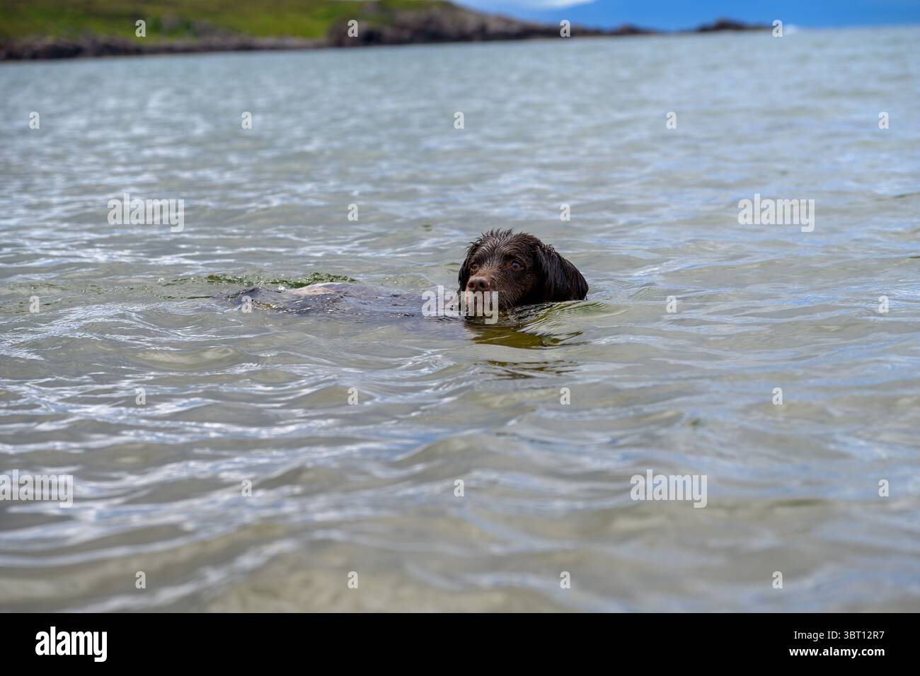 English Springer Spaniel swimming in the clear, calm sea at Redpoint ...