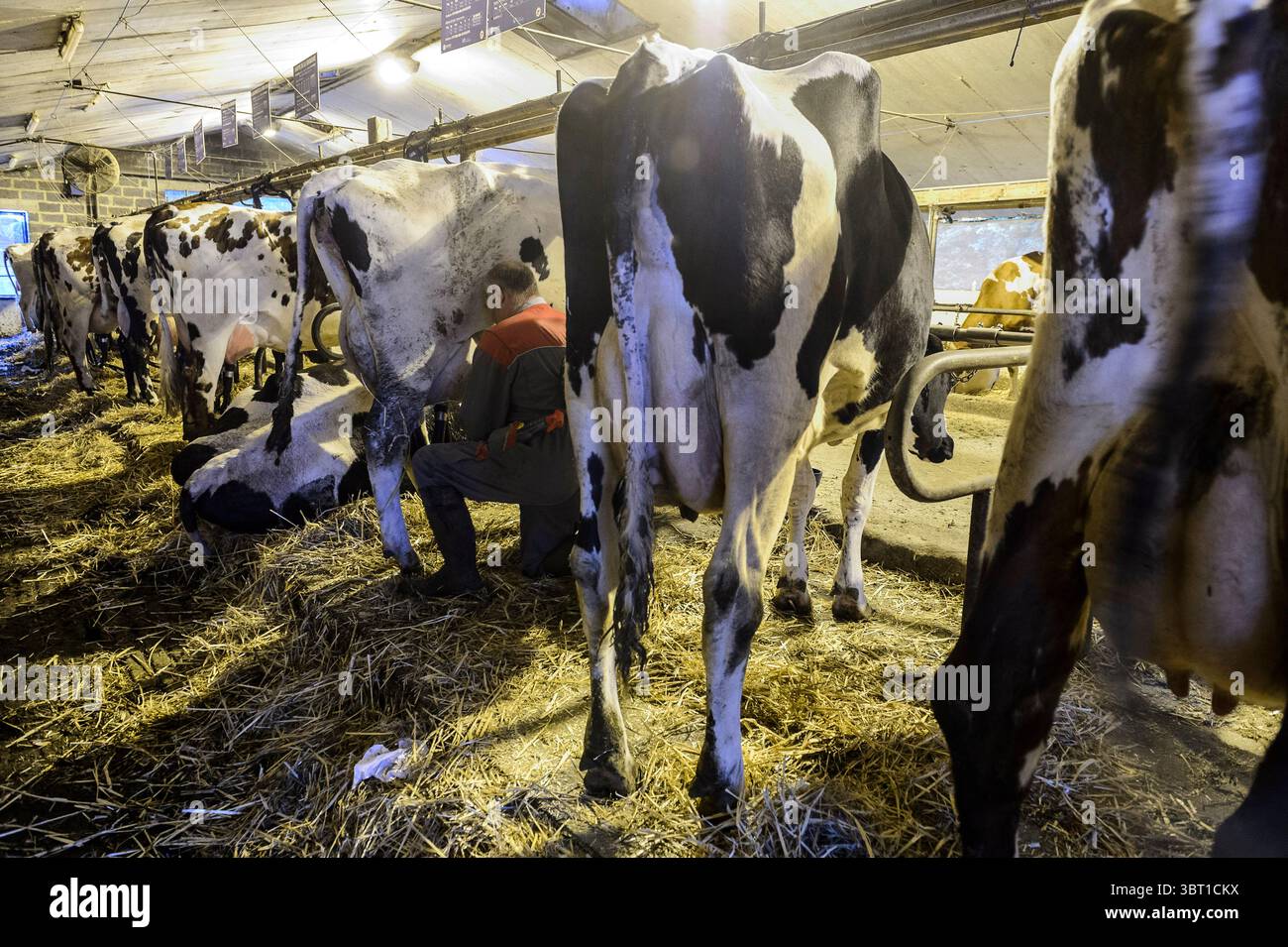 A farmer milks his cows twice a day in his stable. Cows are aligned and ...