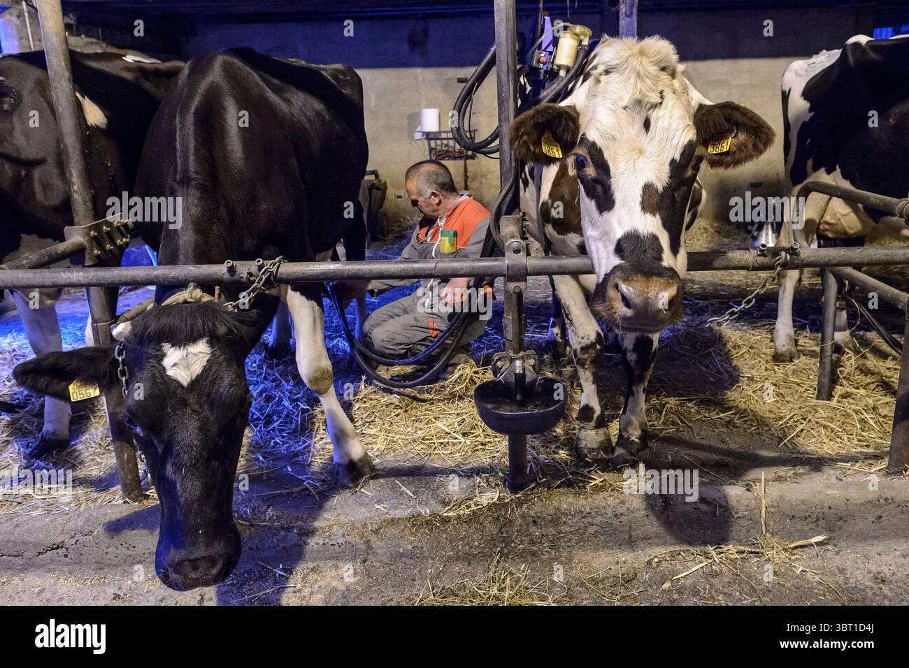 A farmer milks his cows twice a day in his stable. Cows are aligned and ...