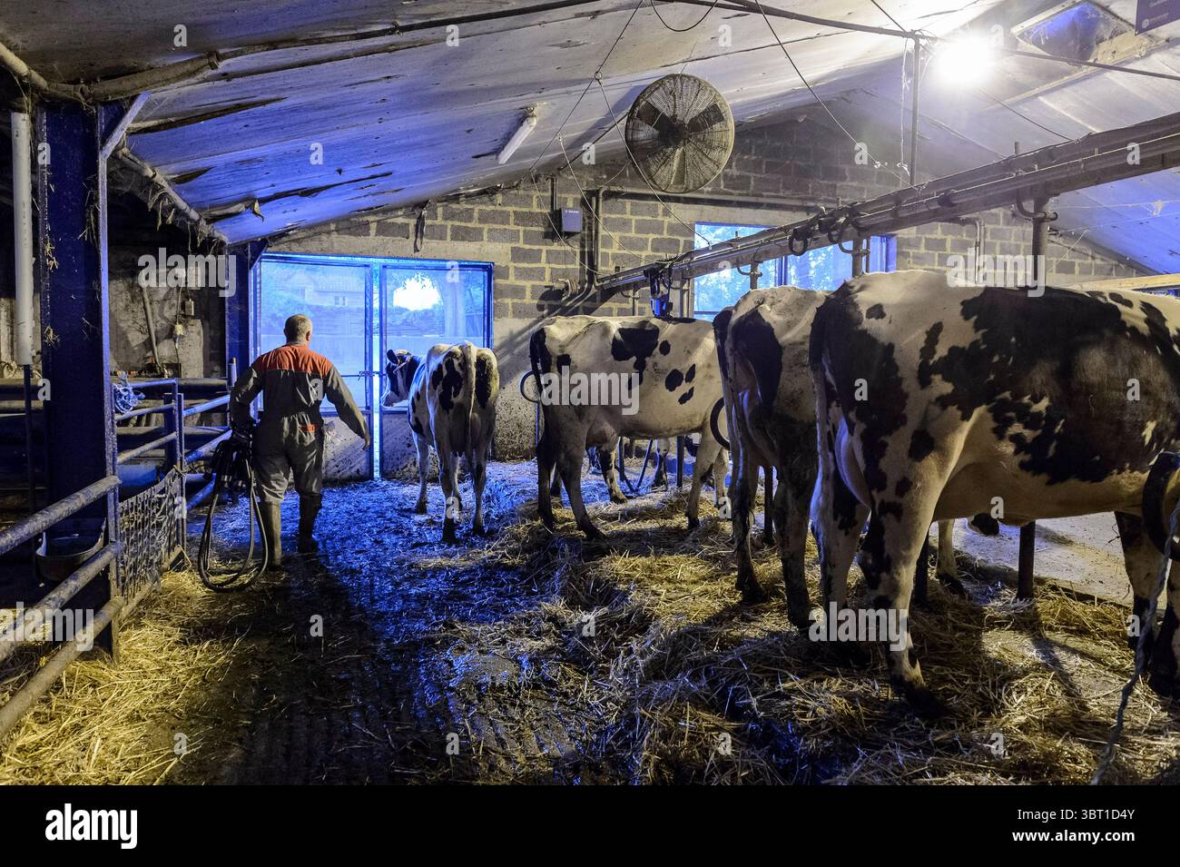 A farmer milks his cows twice a day in his stable. Cows are aligned and ...