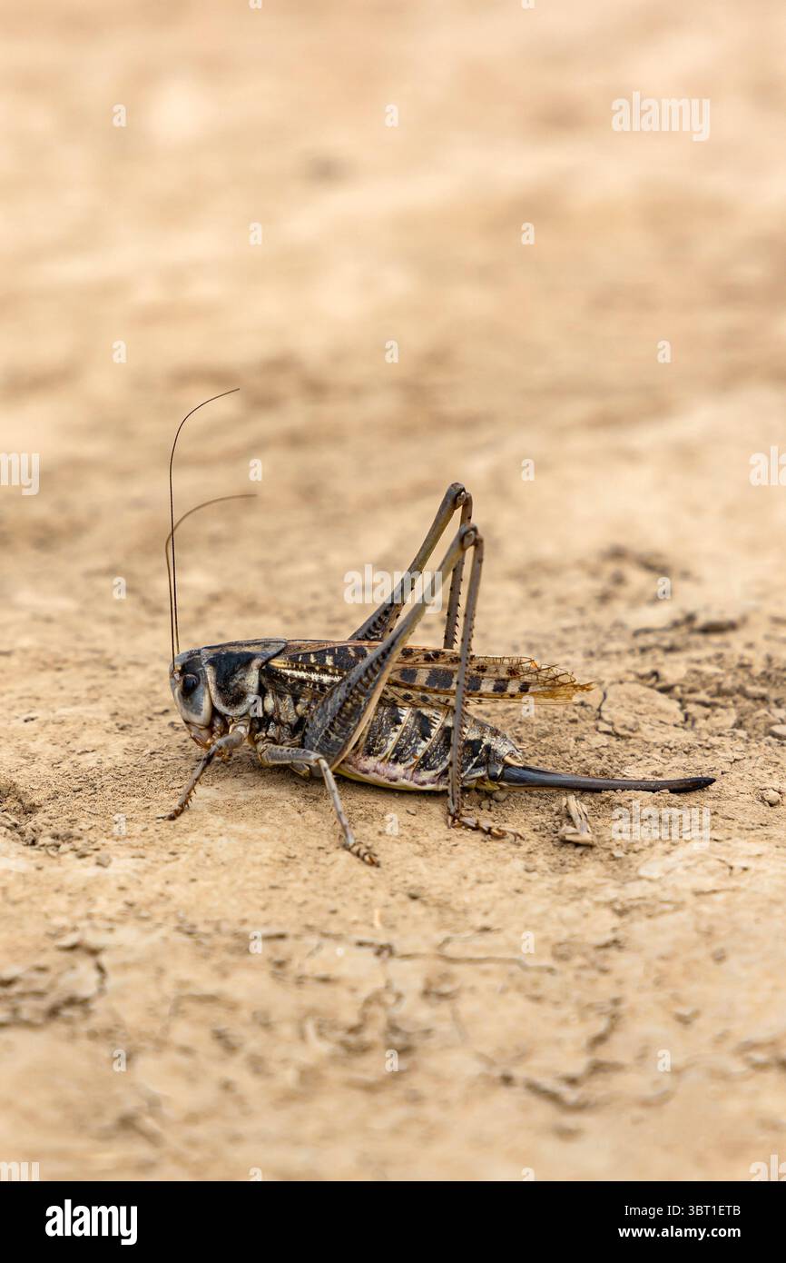 Grasshopper with long legs close-up, on sandy ground, side view Stock ...