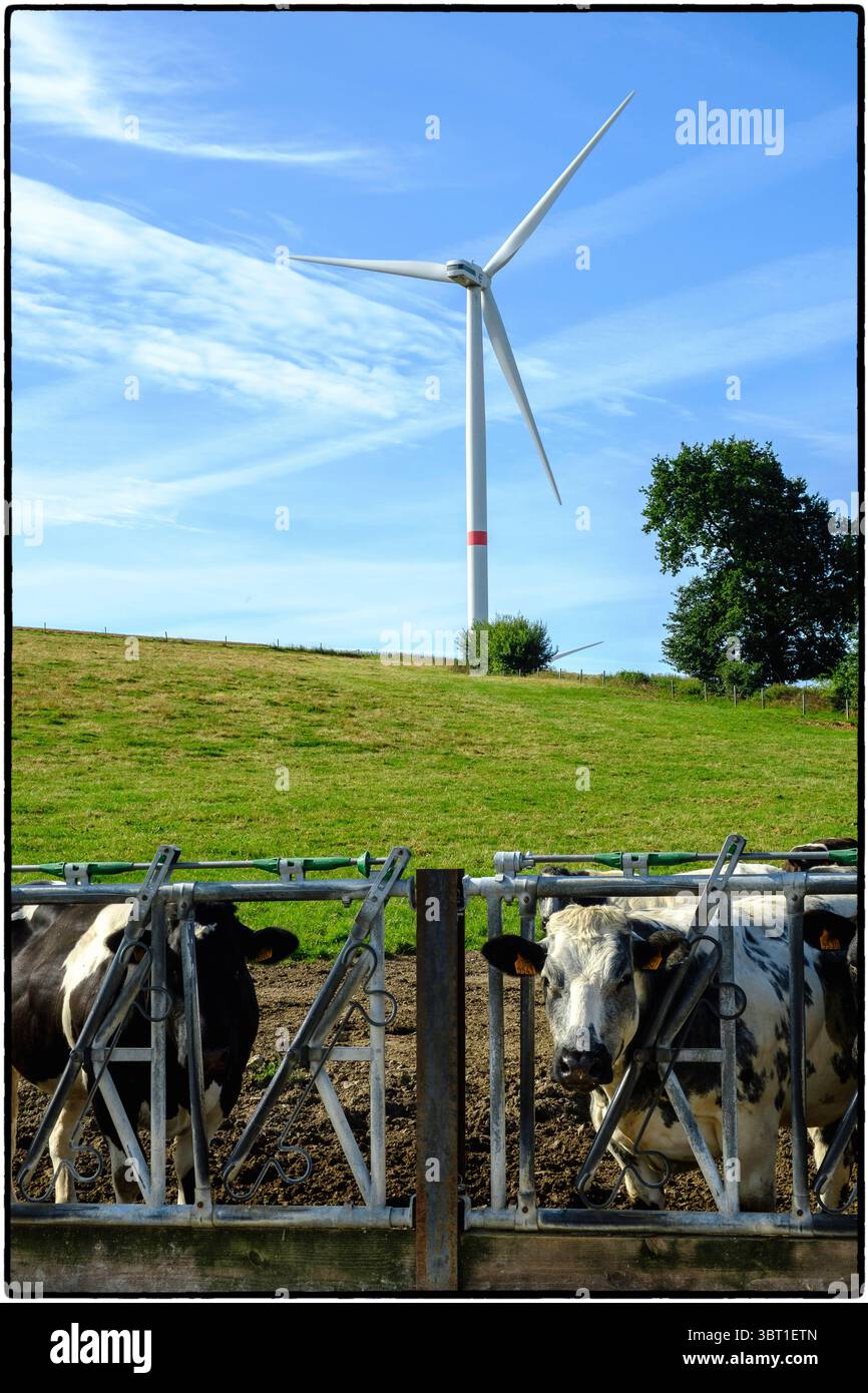 Wind farm in the middle of the fields near a cow farm Electricity ...