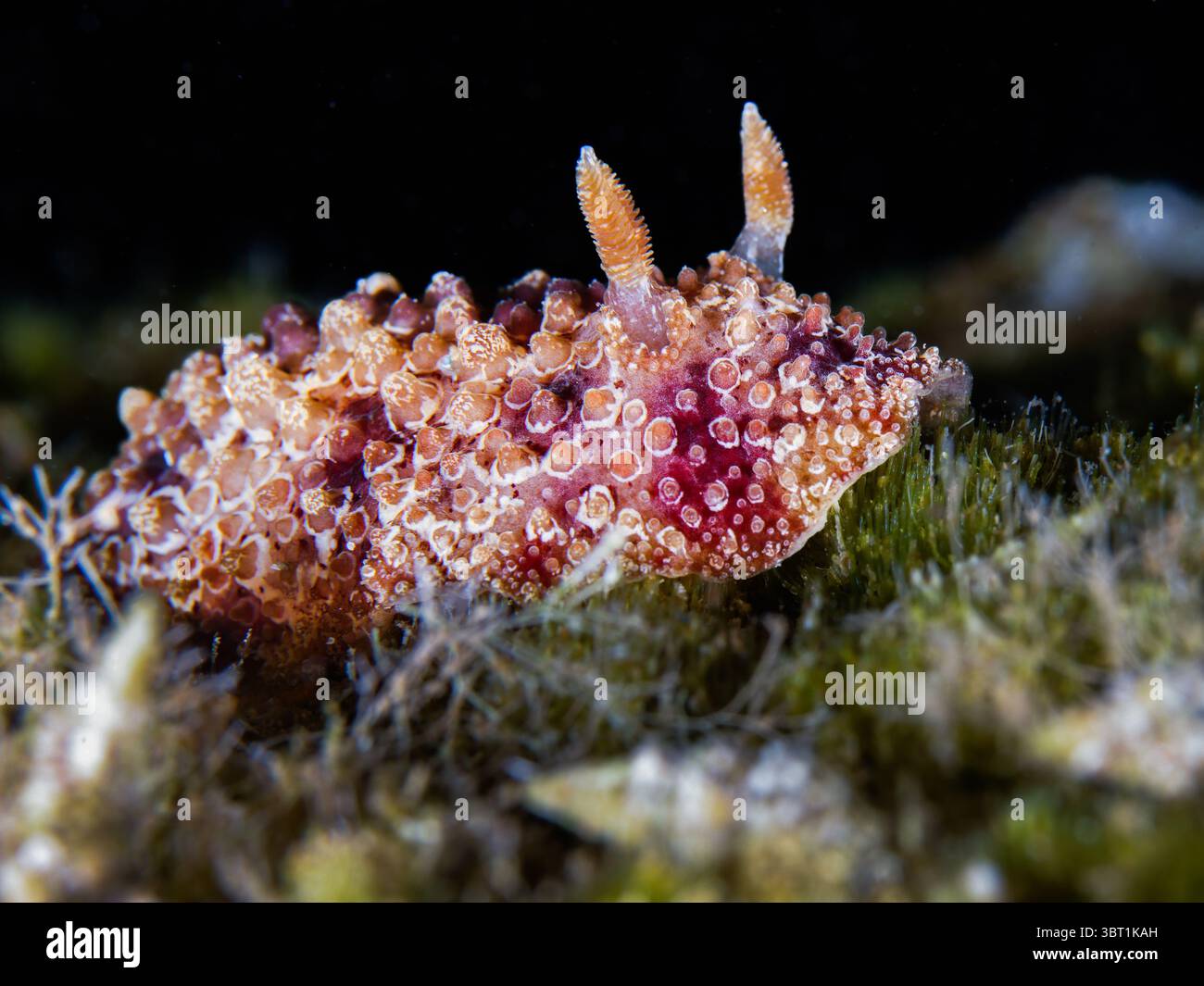 Nudibranch Carminodoris grandiflora Stock Photo - Alamy