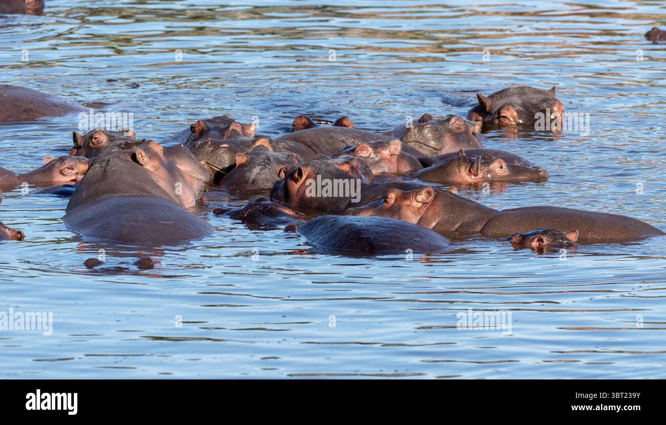 serengeti hippo pool Stock Photo - Alamy