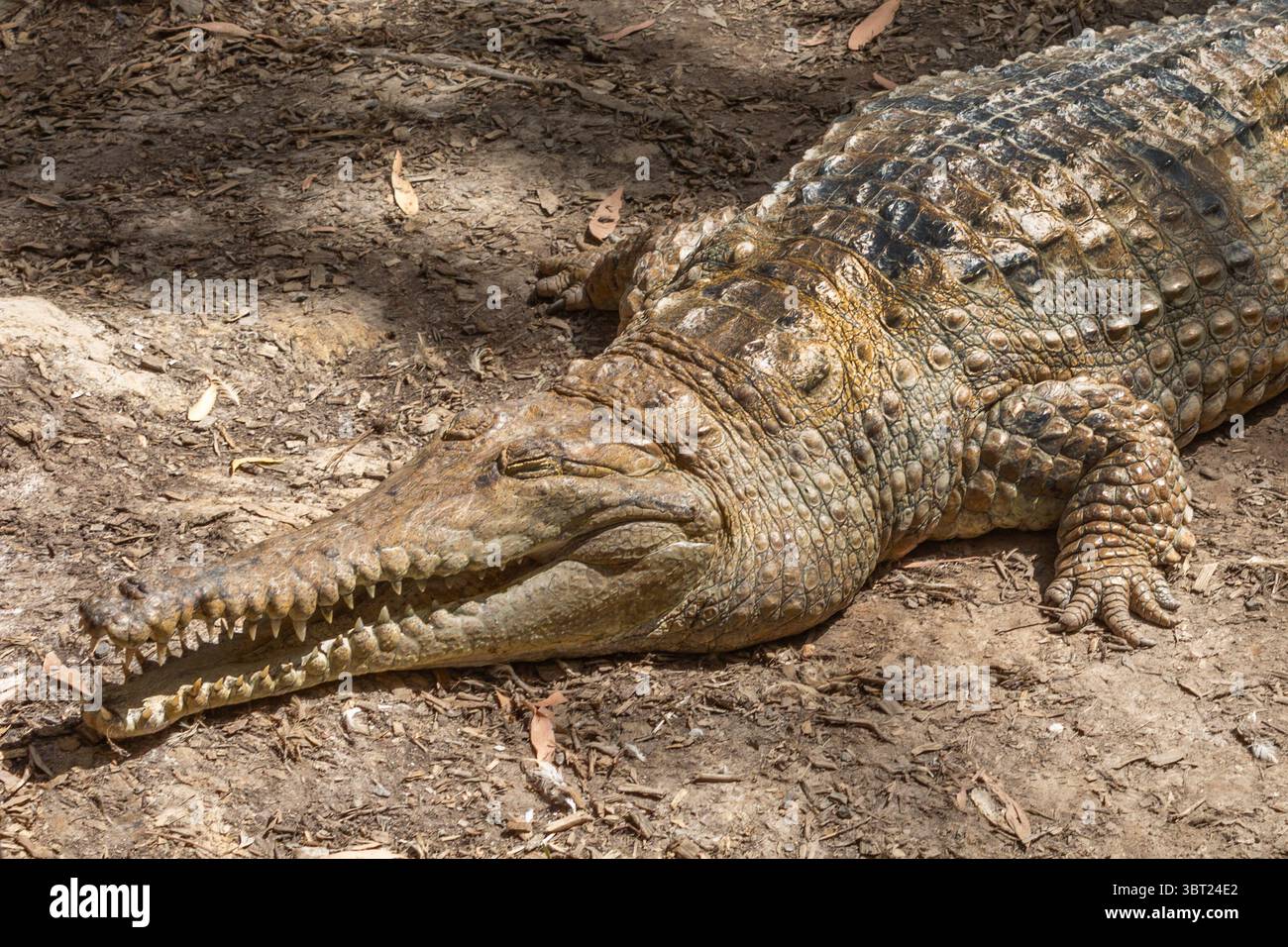 Saltwater and Freshwater Crocodiles (Crocodylus porosus) in the Wild ...