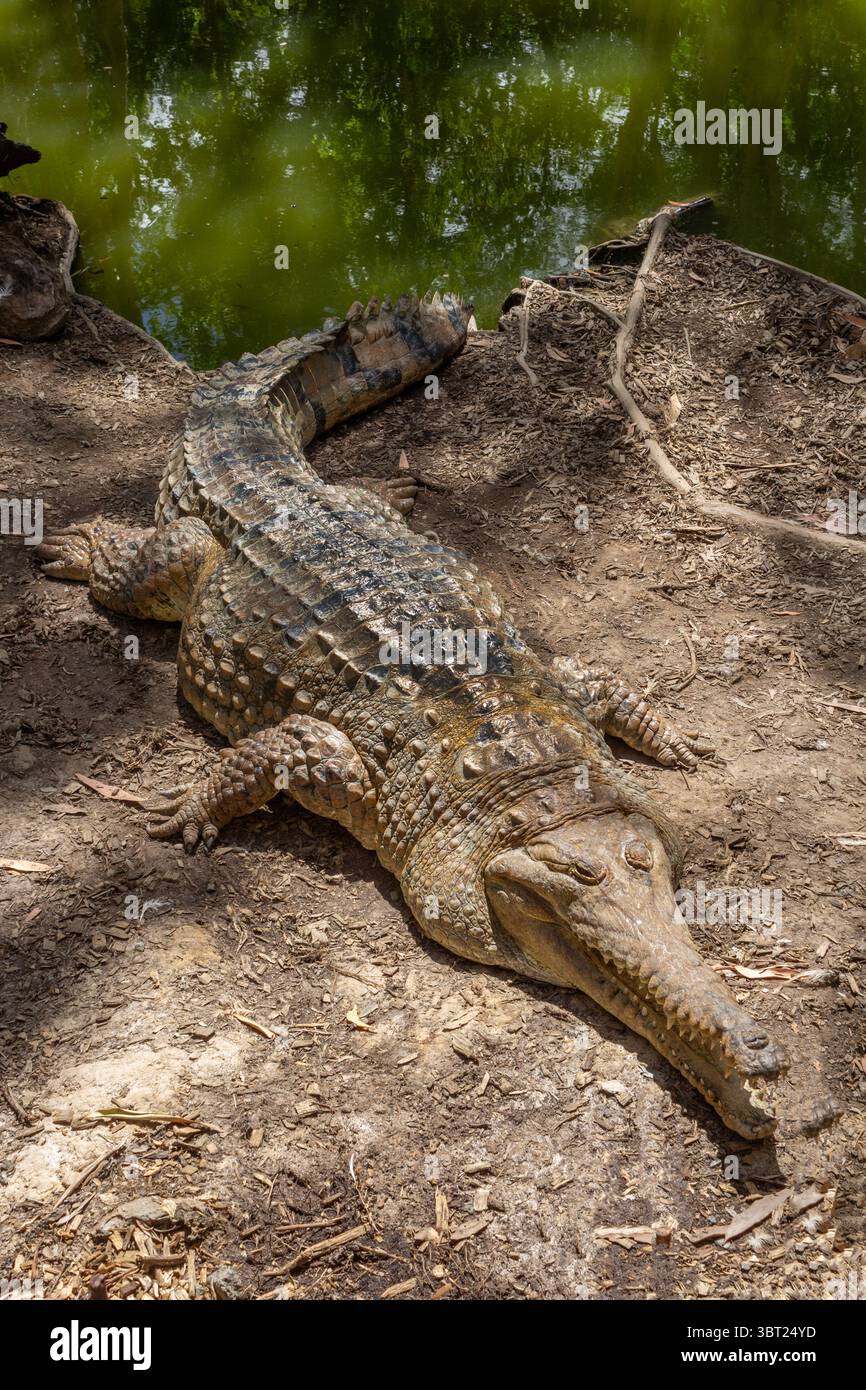 Saltwater and Freshwater Crocodiles (Crocodylus porosus) in the Wild ...