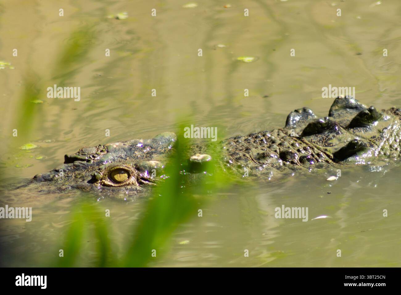 Saltwater and Freshwater Crocodiles (Crocodylus porosus) in the Wild ...