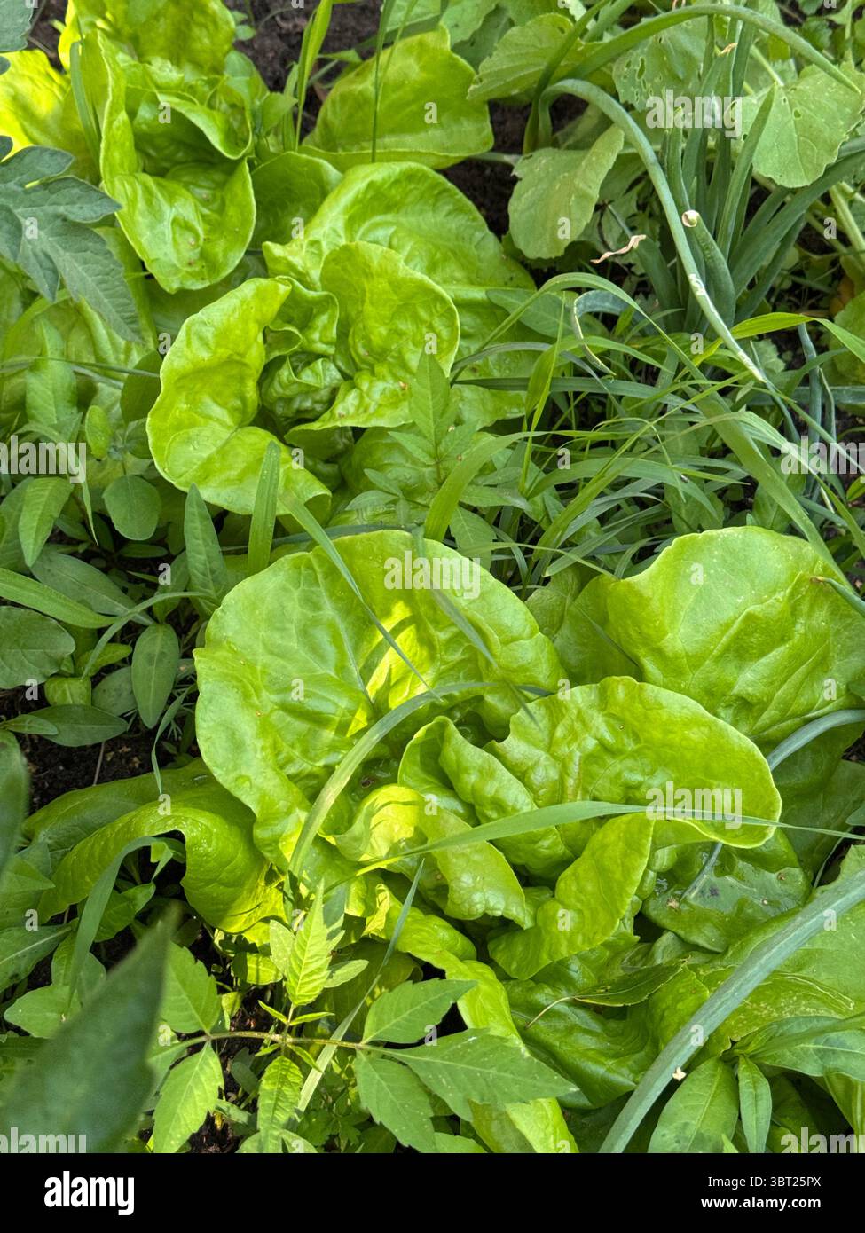 A raised bed with various crops. The bed is unweeded, many weeds ...