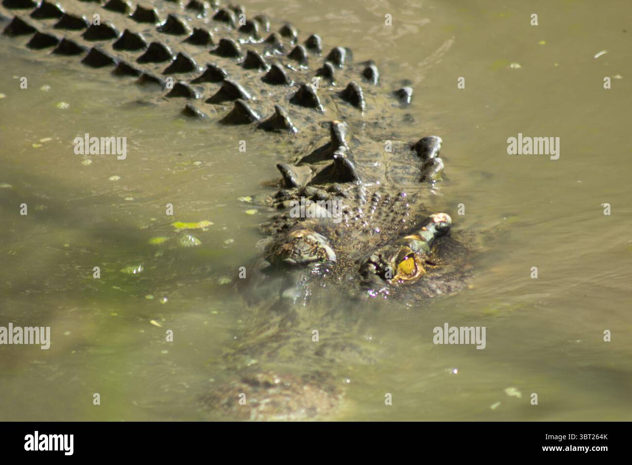 Saltwater and Freshwater Crocodiles (Crocodylus porosus) in the Wild ...