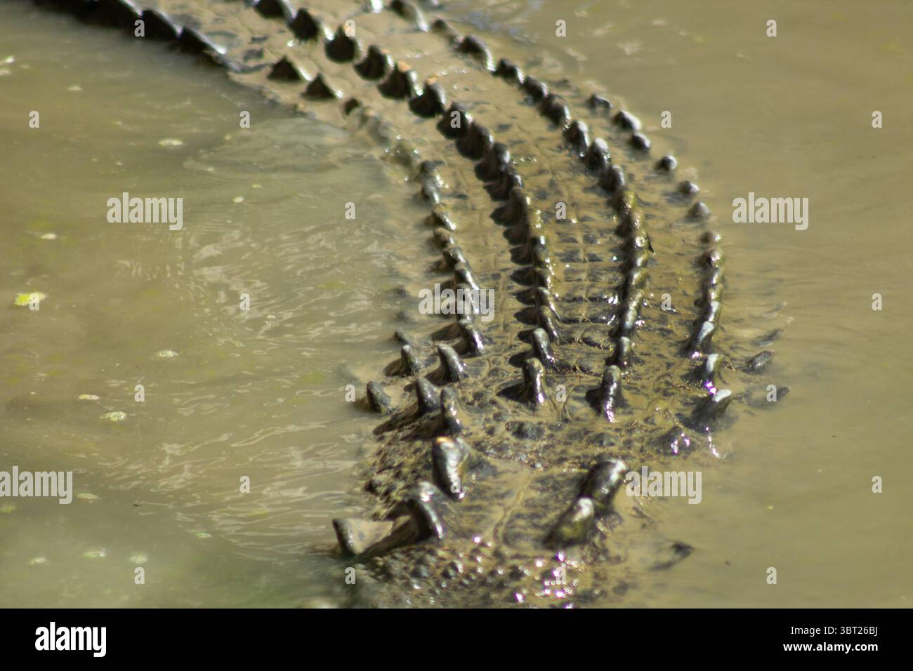 Saltwater and Freshwater Crocodiles (Crocodylus porosus) in the Wild ...