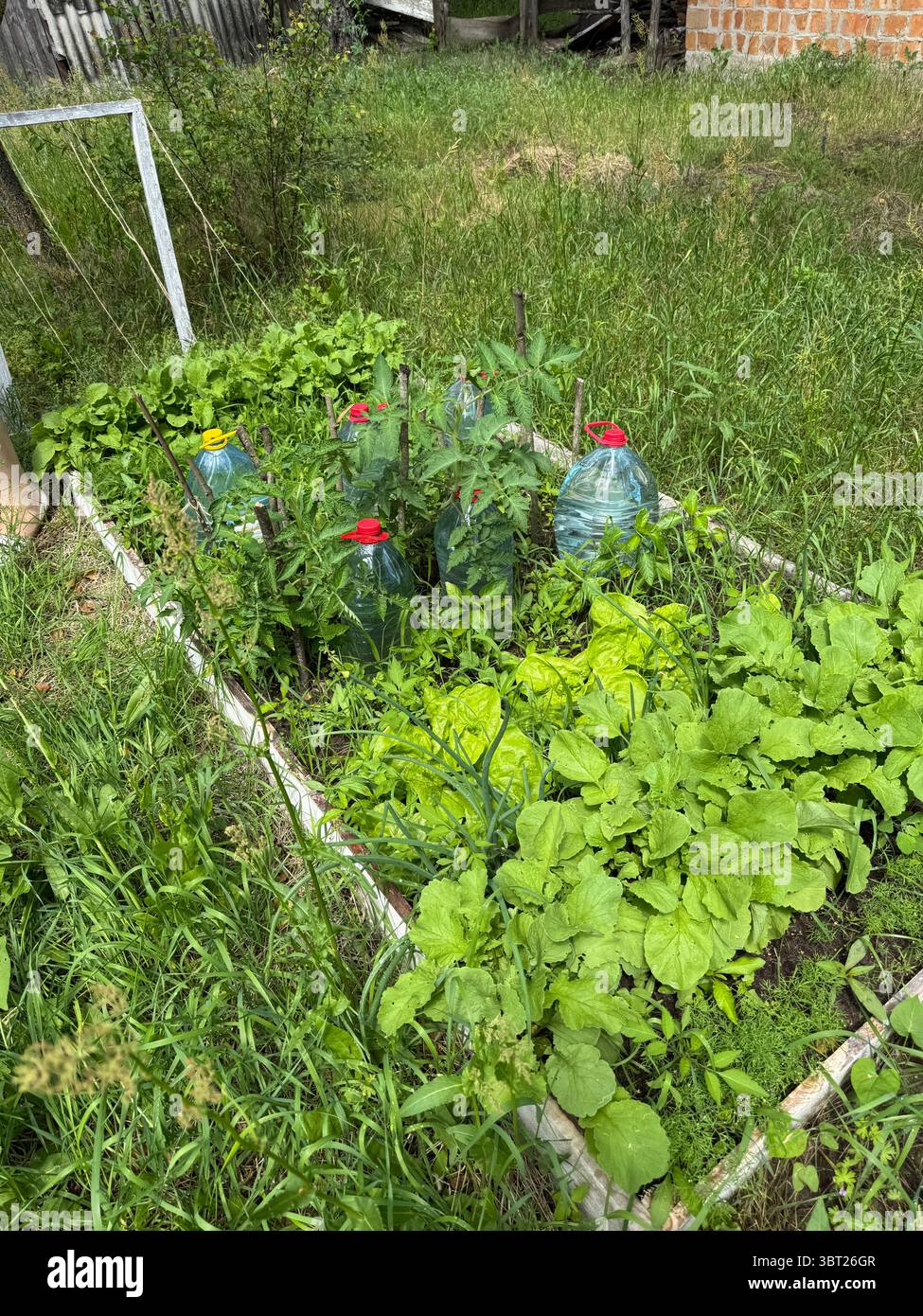 Quackgrass hi-res stock photography and images - Alamy