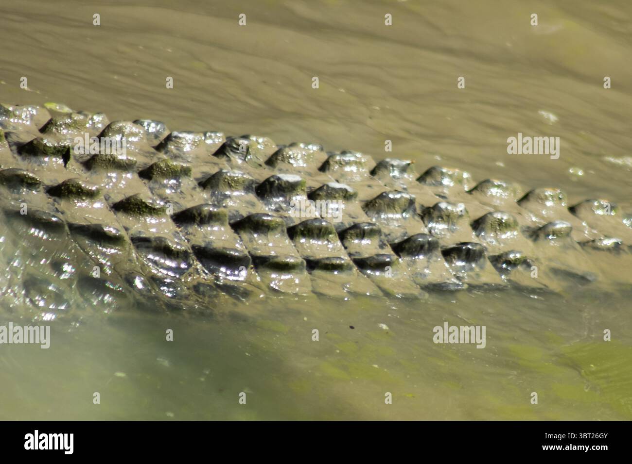 Saltwater and Freshwater Crocodiles (Crocodylus porosus) in the Wild ...