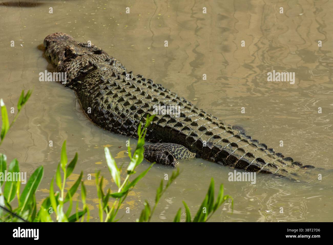 Saltwater and Freshwater Crocodiles (Crocodylus porosus) in the Wild ...