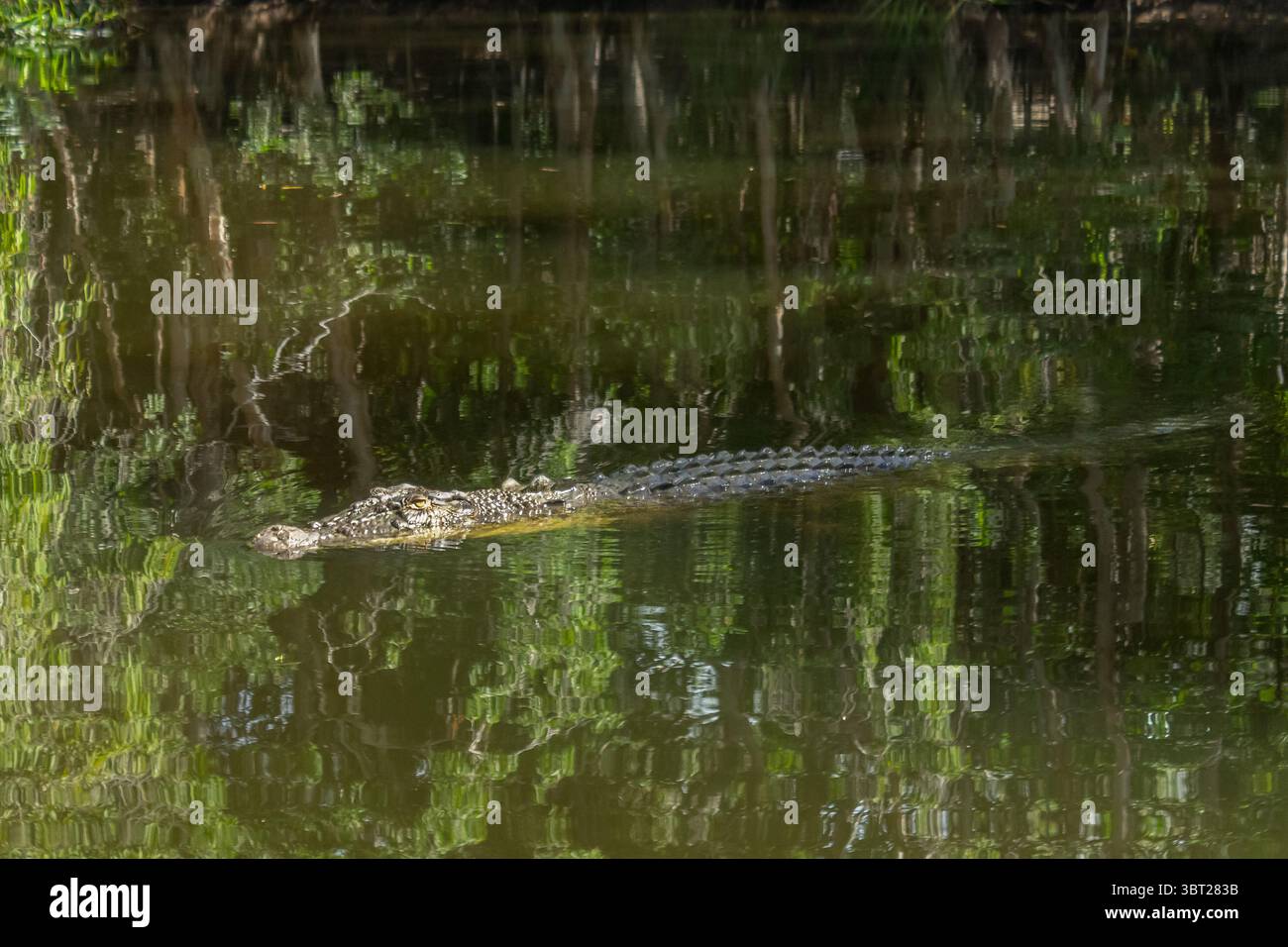 Saltwater and Freshwater Crocodiles (Crocodylus porosus) in the Wild ...