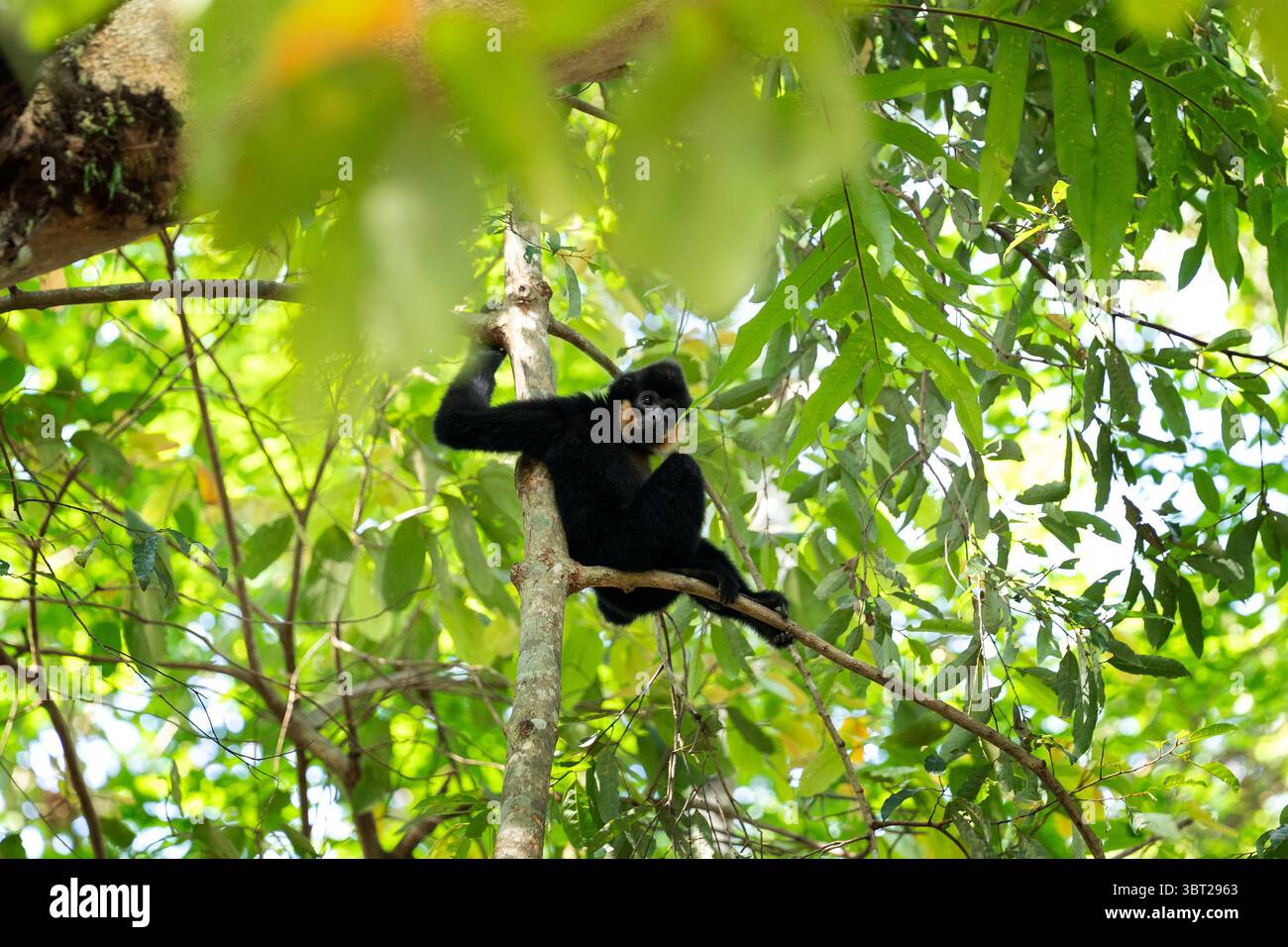 A rare yellow-cheeked gibbon sits at the top of a tree. A black gibbon ...