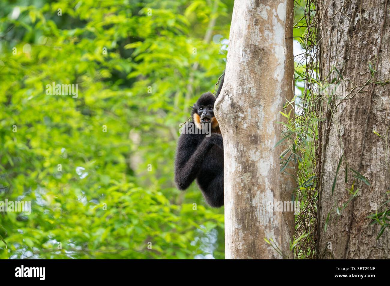 A rare yellow-cheeked gibbon sits at the top of a tree. A black gibbon ...