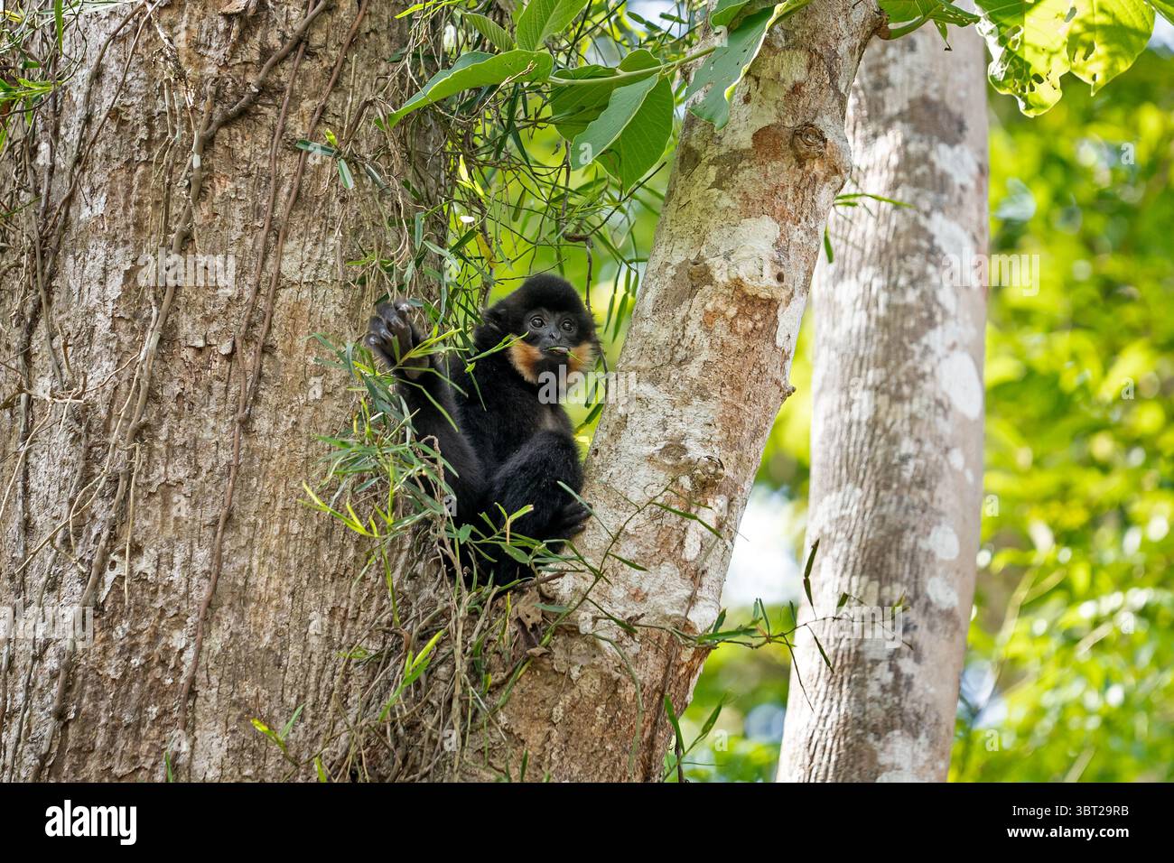 A rare yellow-cheeked gibbon sits at the top of a tree. A black gibbon ...