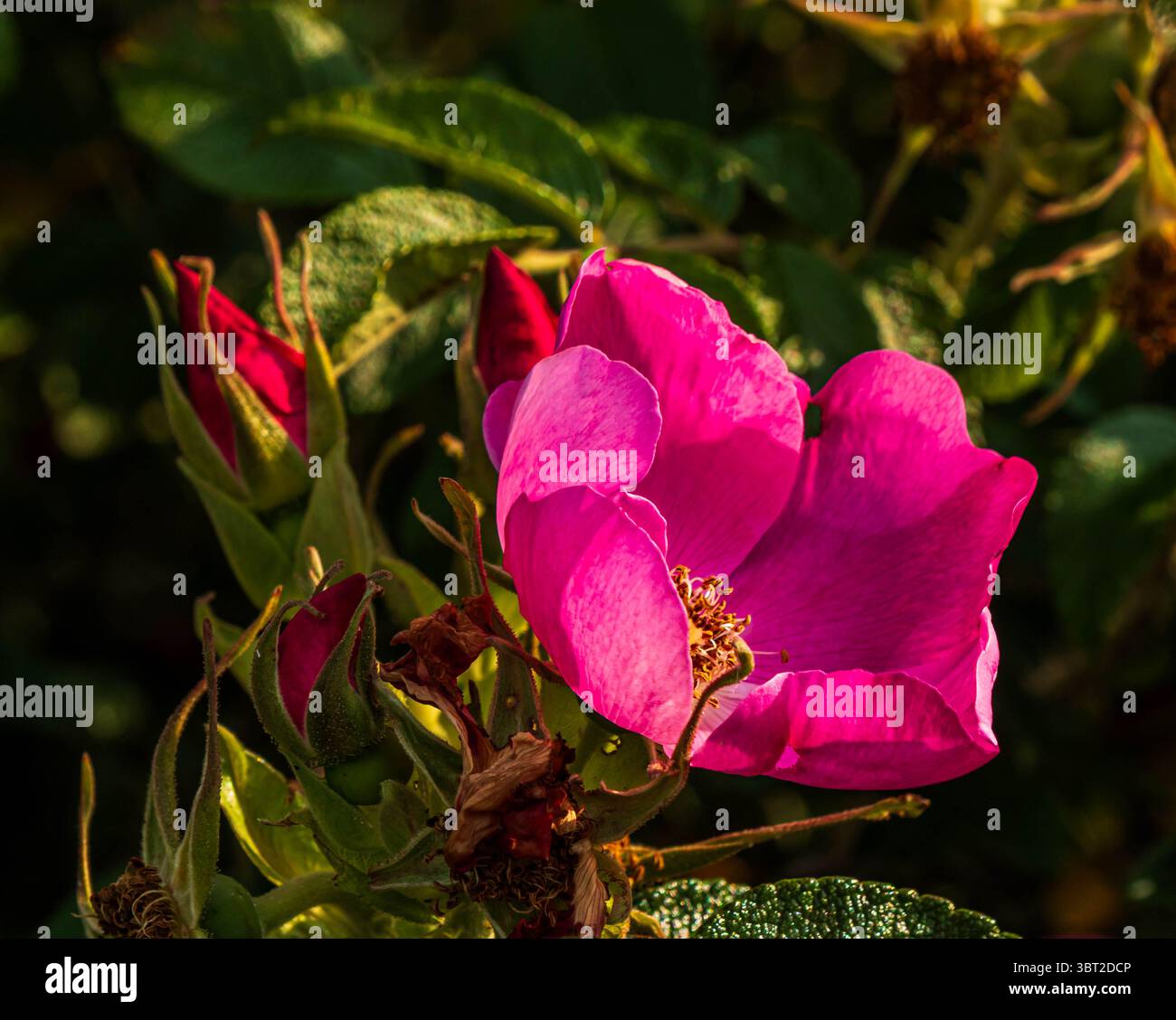 The Nootka Rose, or Rosa Nutkana is native to the west coast of British ...