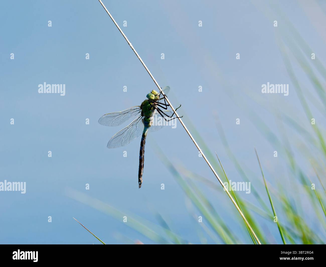 Dragonfly flying insect vibrant translucent hi-res stock photography ...