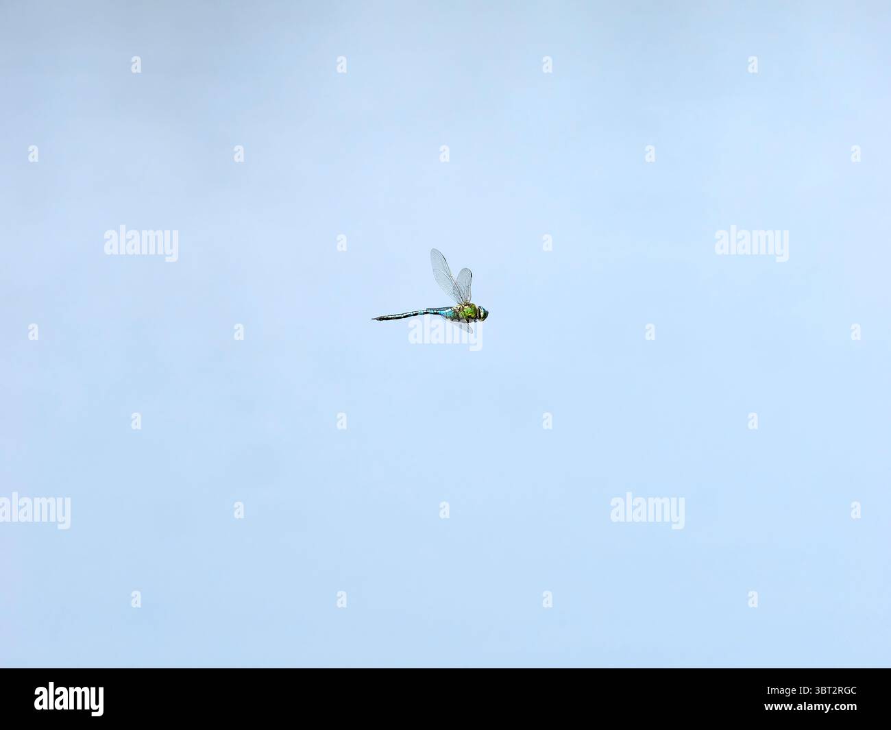 Dragonfly flying insect vibrant translucent hi-res stock photography ...