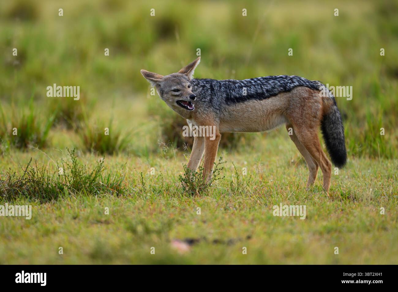 Black-backed jackal with a funny expression, Masai Mara Reserve, Kenya ...