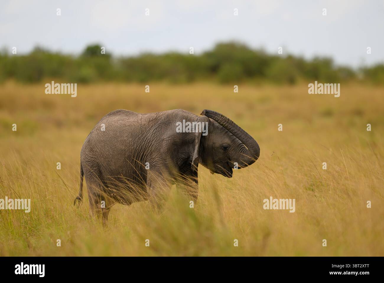 Baby elephant calf in the grassland of the Masai Mara Reserve, Kenya ...