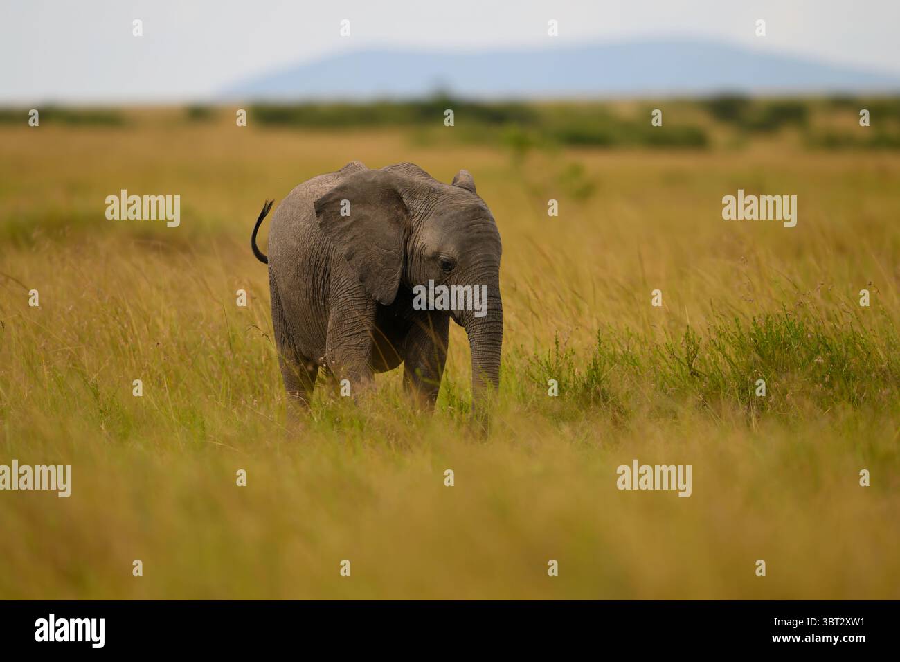 Baby elephant calf in the grassland of the Masai Mara Reserve, Kenya ...