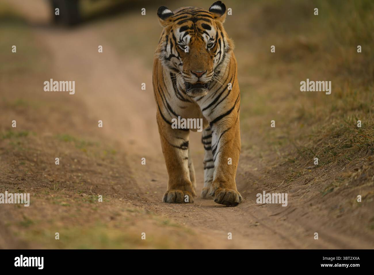 Large male tiger walking along a road in Panna Tiger Reserve, India ...