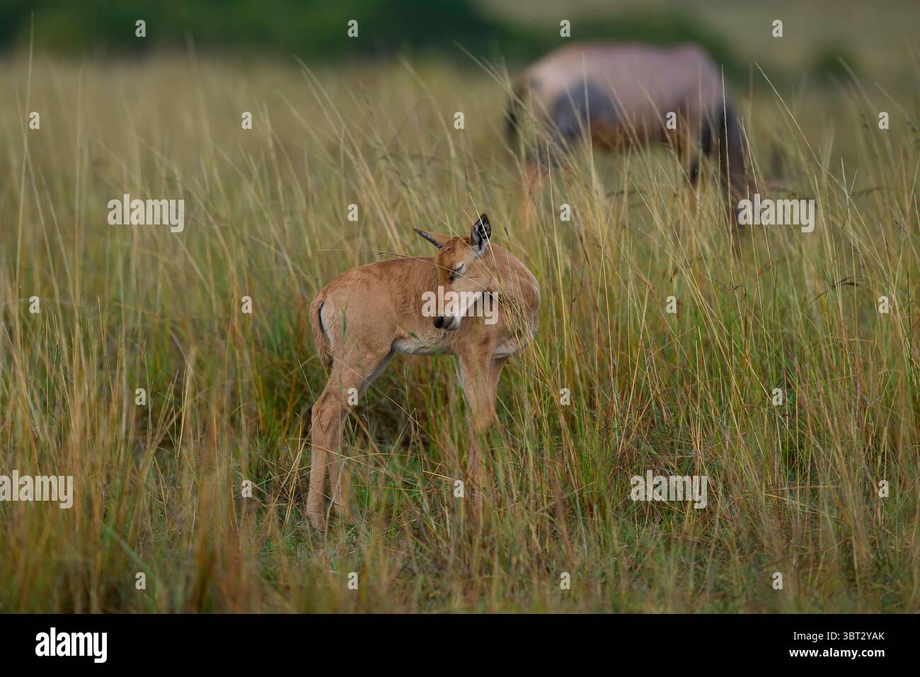 Baby topi in the grasslands of the Masai Mara Reserve, Kenya Stock ...