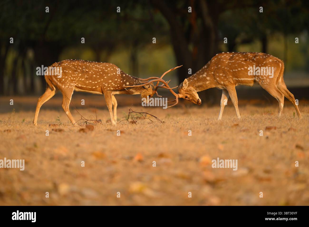 Two spotted deer sparring during breeding behavior, Panna Tiger Reserve ...