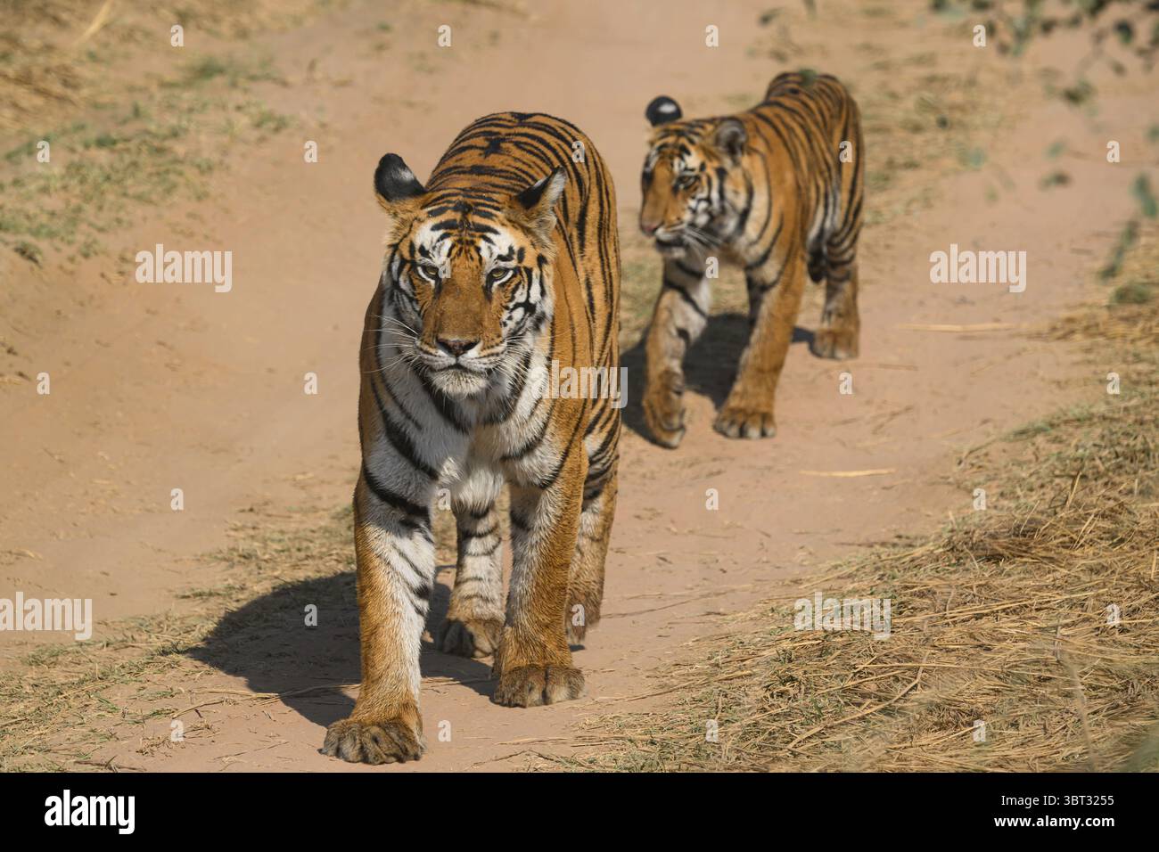 Tiger mother (P-141) and cubs walking along a dirt track in Panna Tiger ...