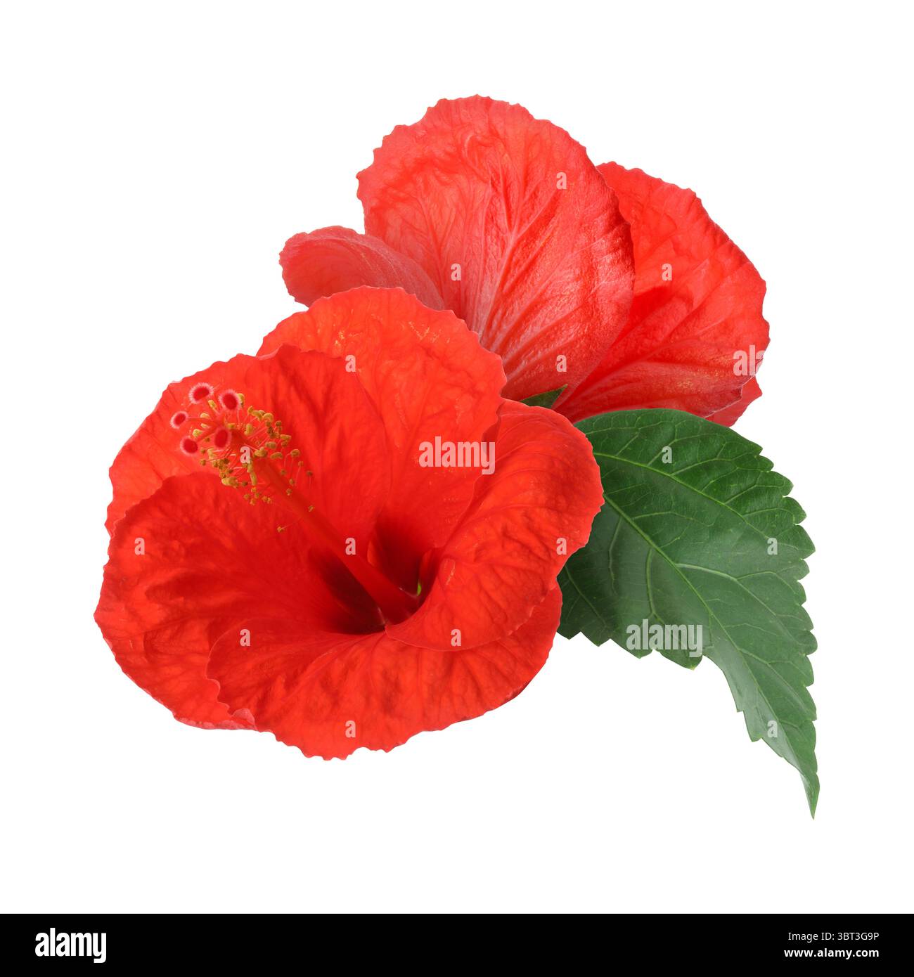 Green leaf rose mallow Cut Out Stock Images & Pictures - Alamy