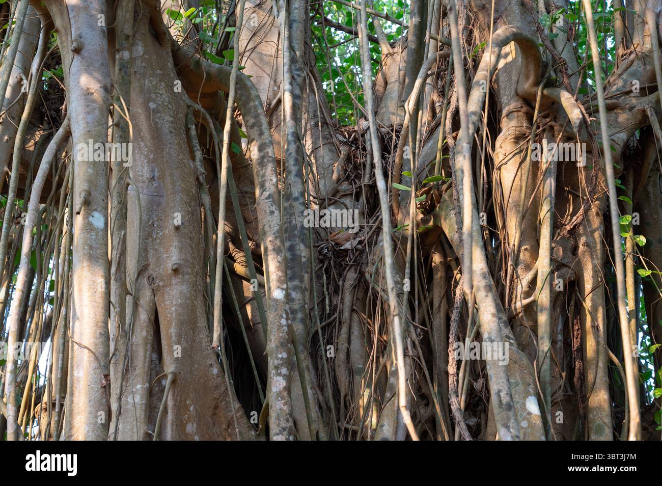 Ficus benghalensis, banyan fig, mangroves in India, tropical evergreen ...