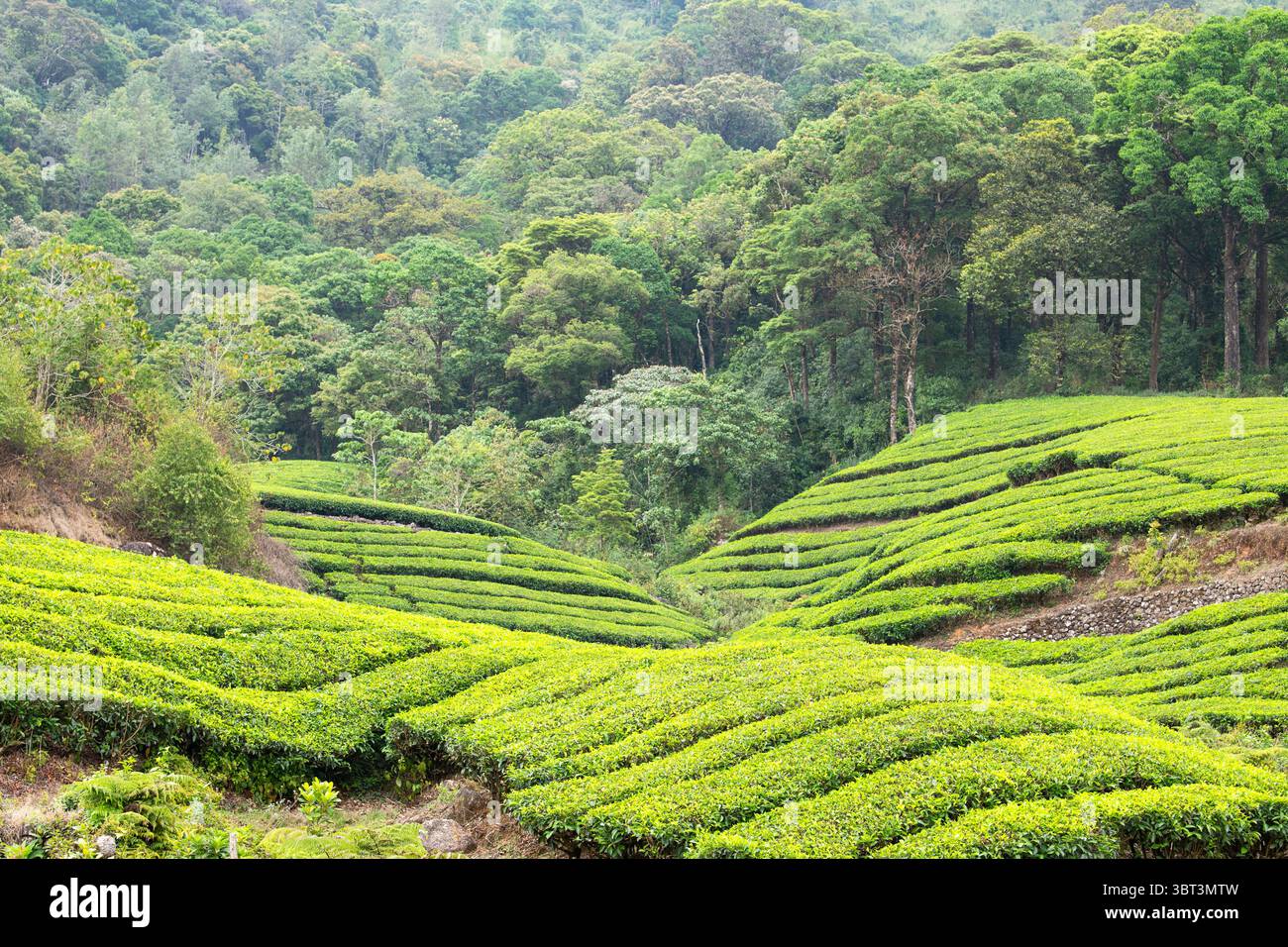 Tea growing area Munnar, plantation in India, landscape with fields in ...