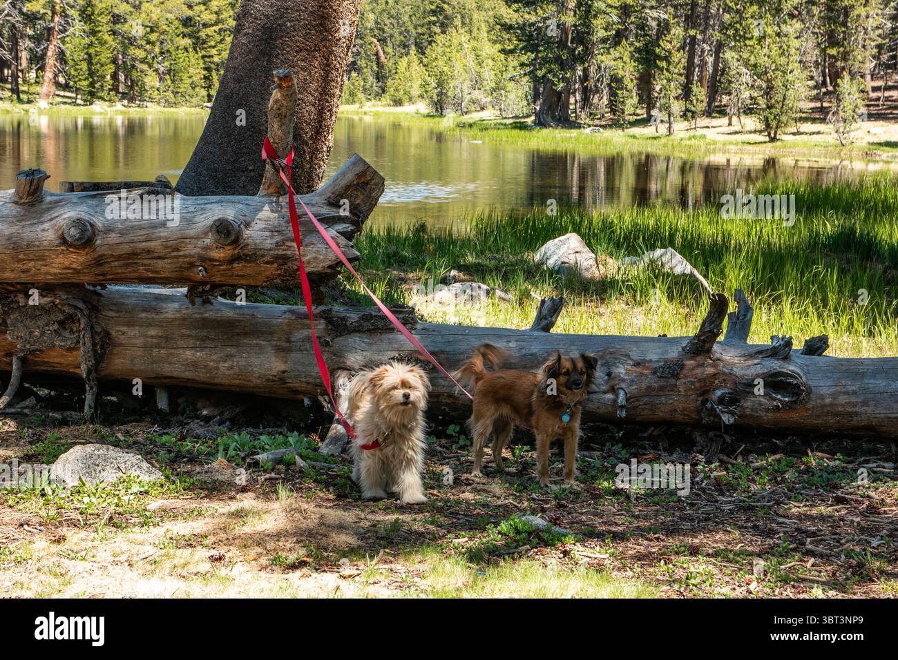 Two small dogs on leashes are tied to a fallen tree while on a walk ...