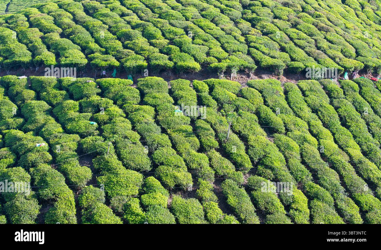 Tea plantation Munnar, aerial view, India, landscape with fields in ...