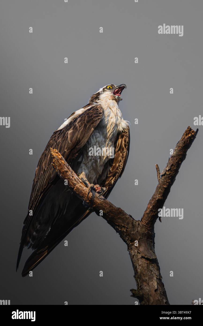 A majestic osprey perches on a dry tree branch, captured in dramatic ...