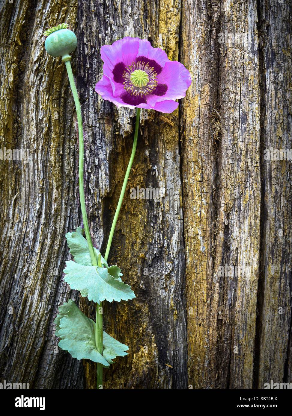 Pretty purple poppy flower hi-res stock photography and images - Alamy