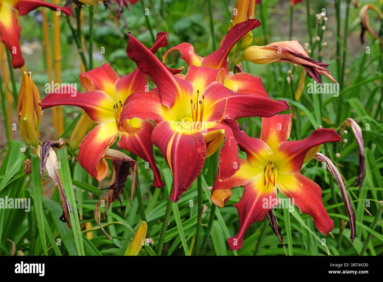 Red and yellow Hemerocallis daylily ‘Ruby Spider’ in flower Stock Photo ...