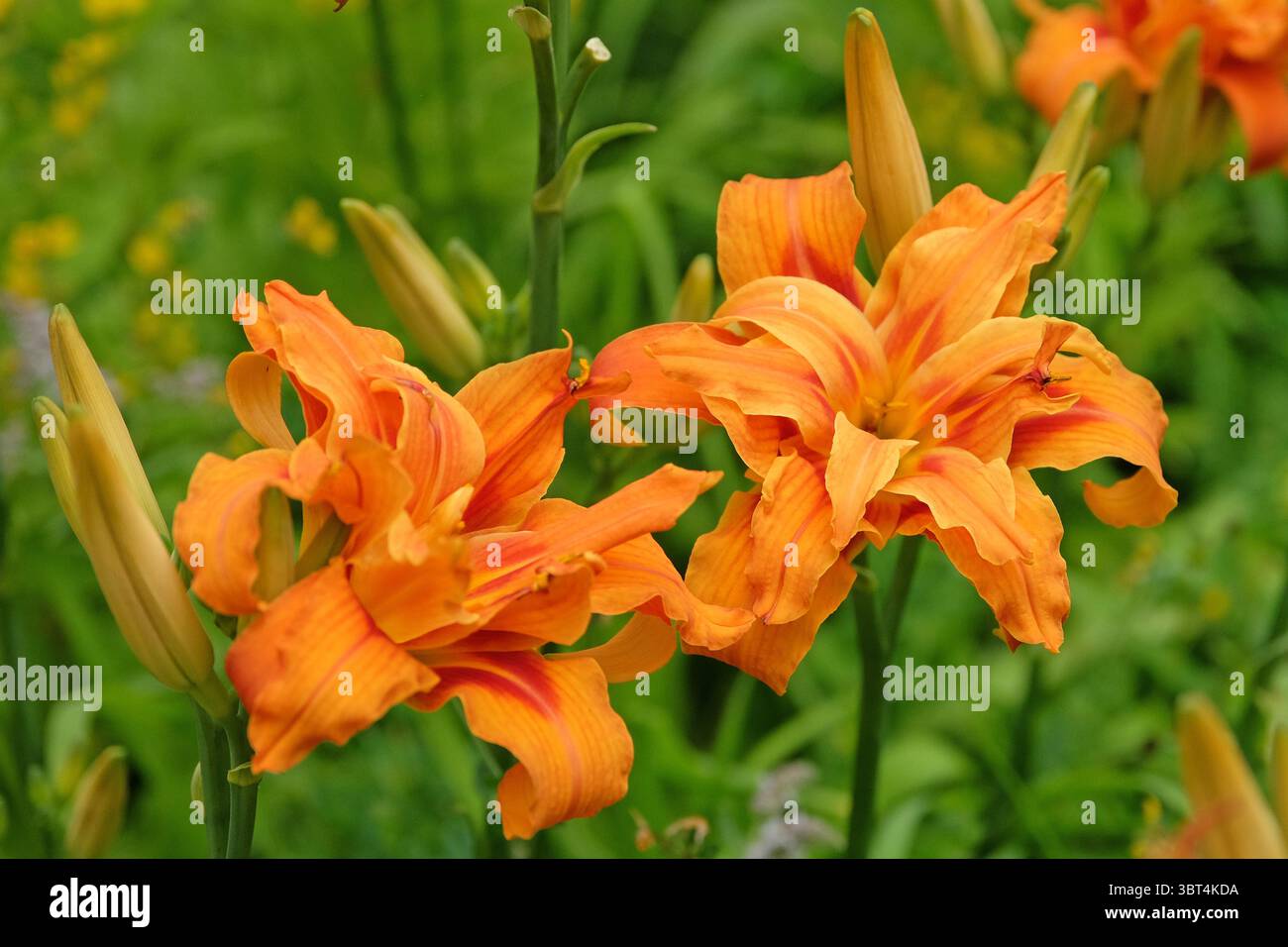 Orange double Hemerocallis fulva daylily ‘Kwanso’ in flower Stock Photo ...