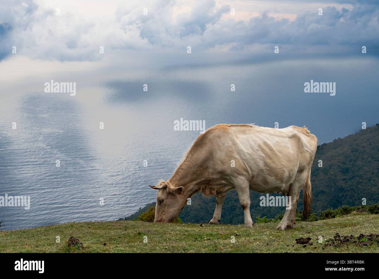 Peaceful Grazing Cows in the Ancient Fanal Forest 11.06.2025, Fanal ...