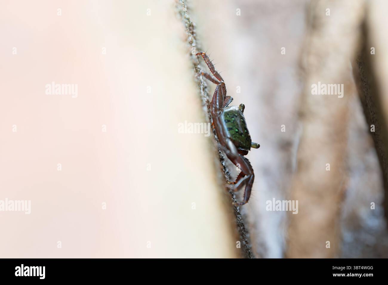 Aratus Pisonii Mangrove Tree Crab, Tropical And Subtropical Animal Of ...