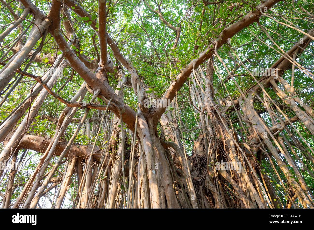 Ficus Benghalensis, Banyan Fig, Mangroves In India, Tropical Evergreen ...