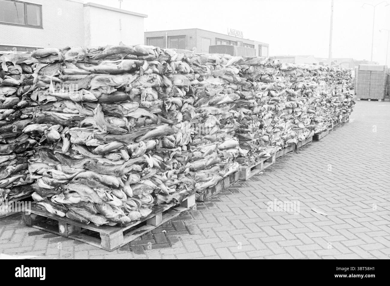 Fish atop wooden pallets hi-res stock photography and images - Alamy