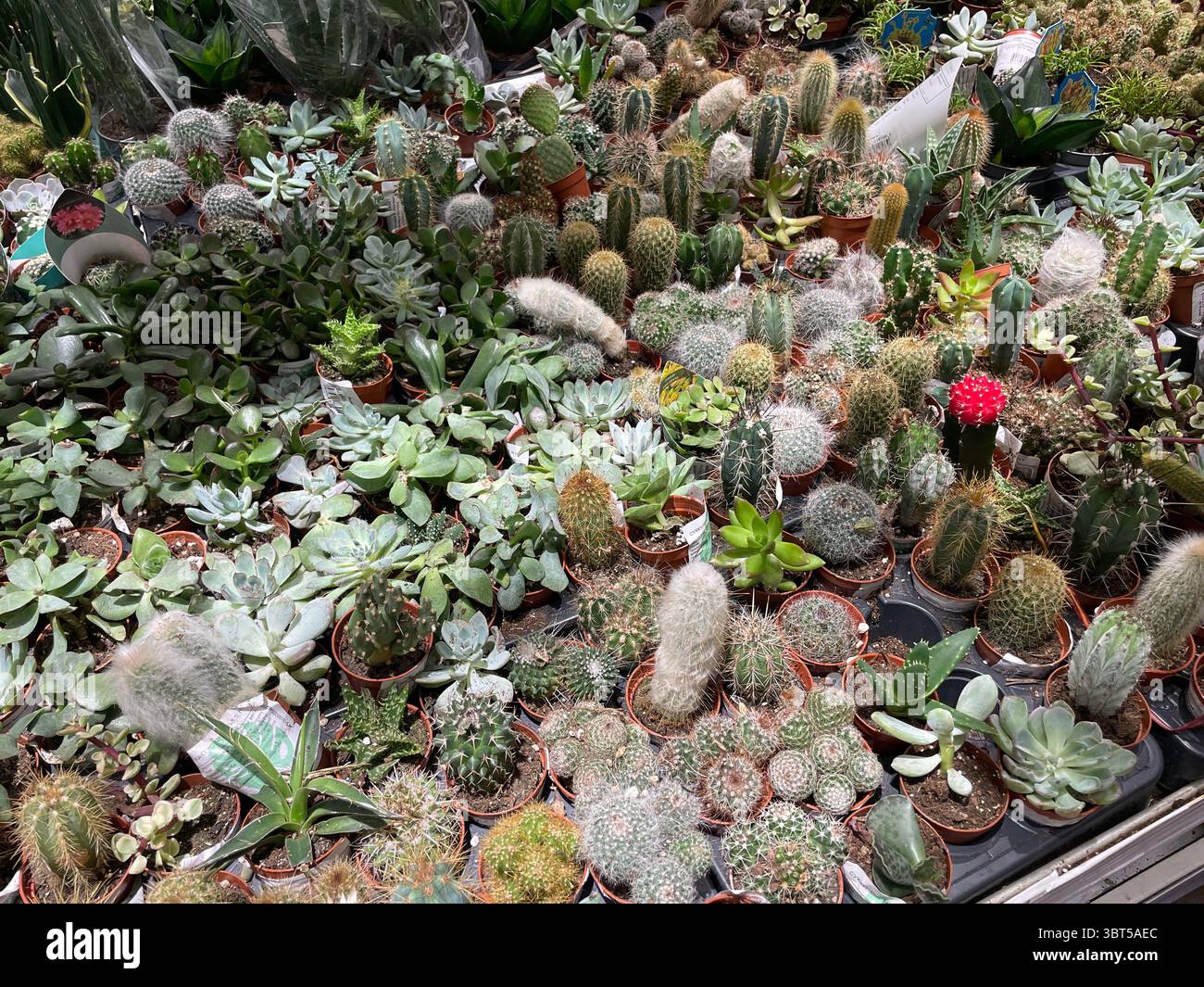 A Diverse Collection of Various Cacti and Succulents Found Within a Beautiful Greenhouse Stock ...