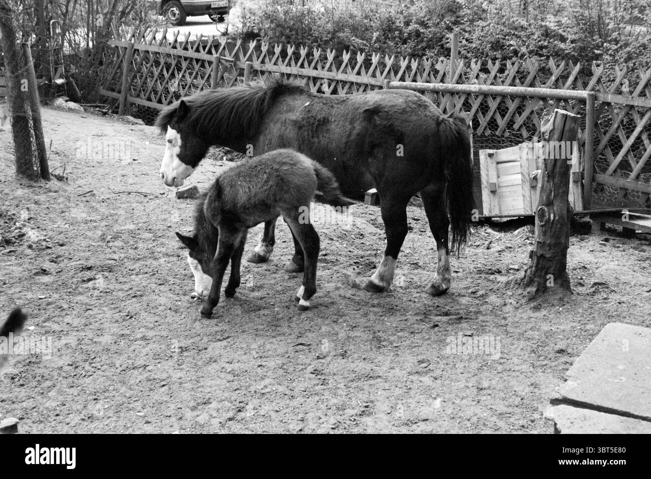 Sturdy brown horse grazes in hi-res stock photography and images - Alamy