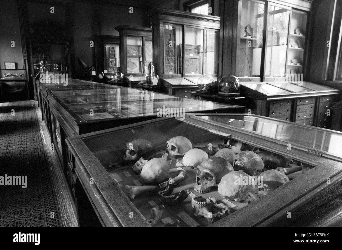 Showcases skeletal remains hi-res stock photography and images - Alamy