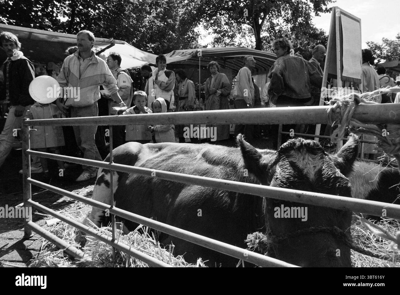 Black cow peacefully stands in hi-res stock photography and images - Alamy